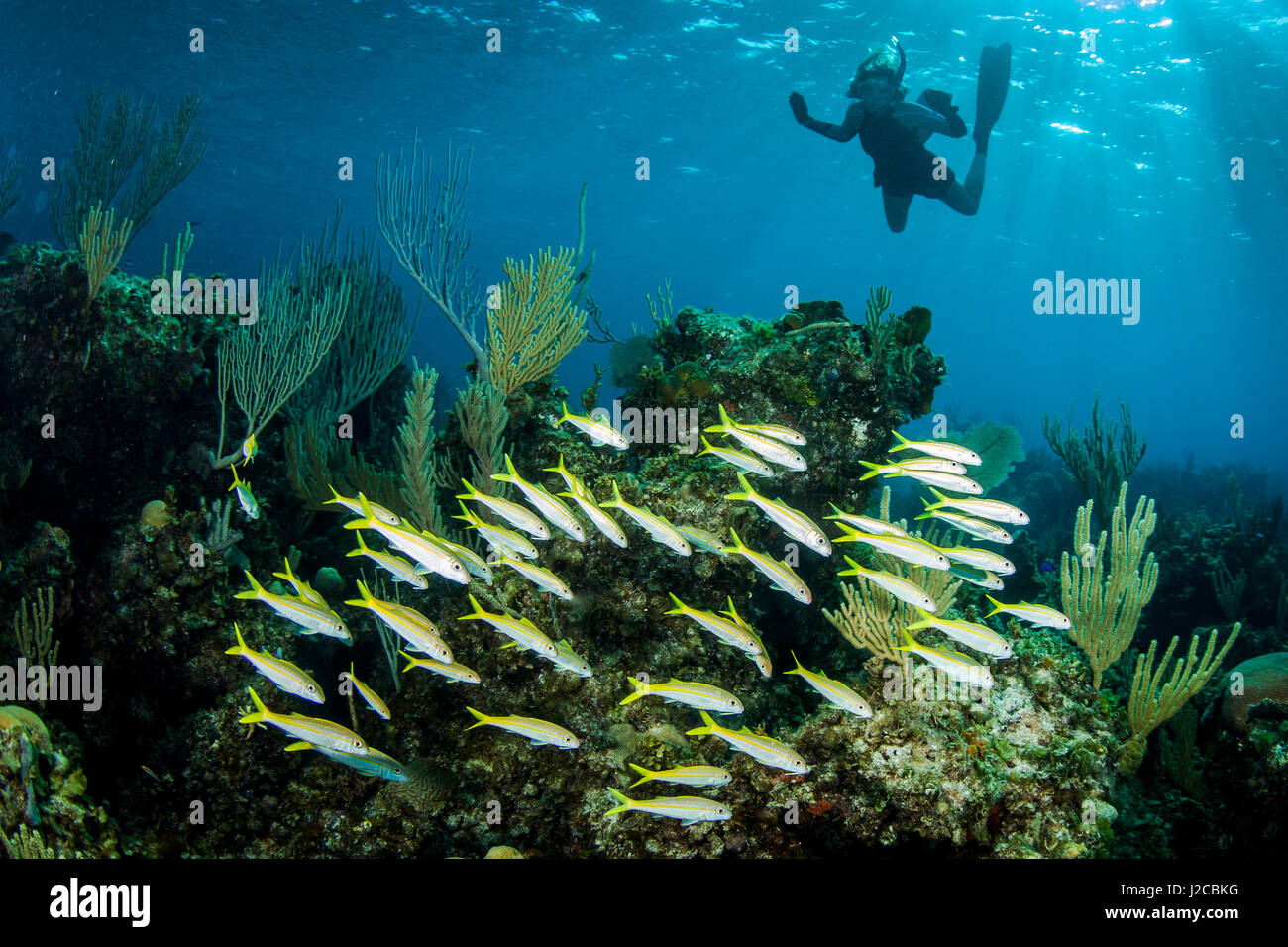 Snorkeler swims above a school of reef fish off of Staniel Cay, Exuma ...