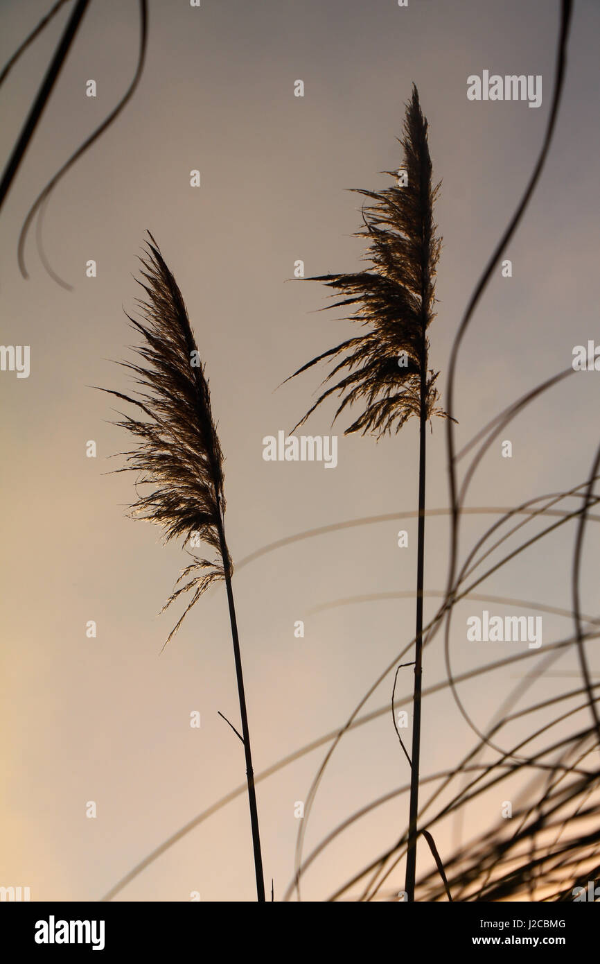 Wheat flag leaf hi-res stock photography and images - Alamy