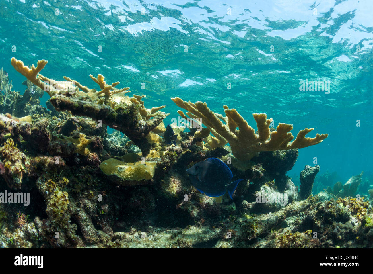 Staghorn coral in clear blue water near Staniel Cay, Exuma, Bahamas ...