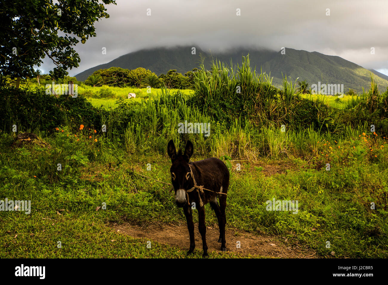 Caribbean tied up donkey mule stands hi-res stock photography and ...