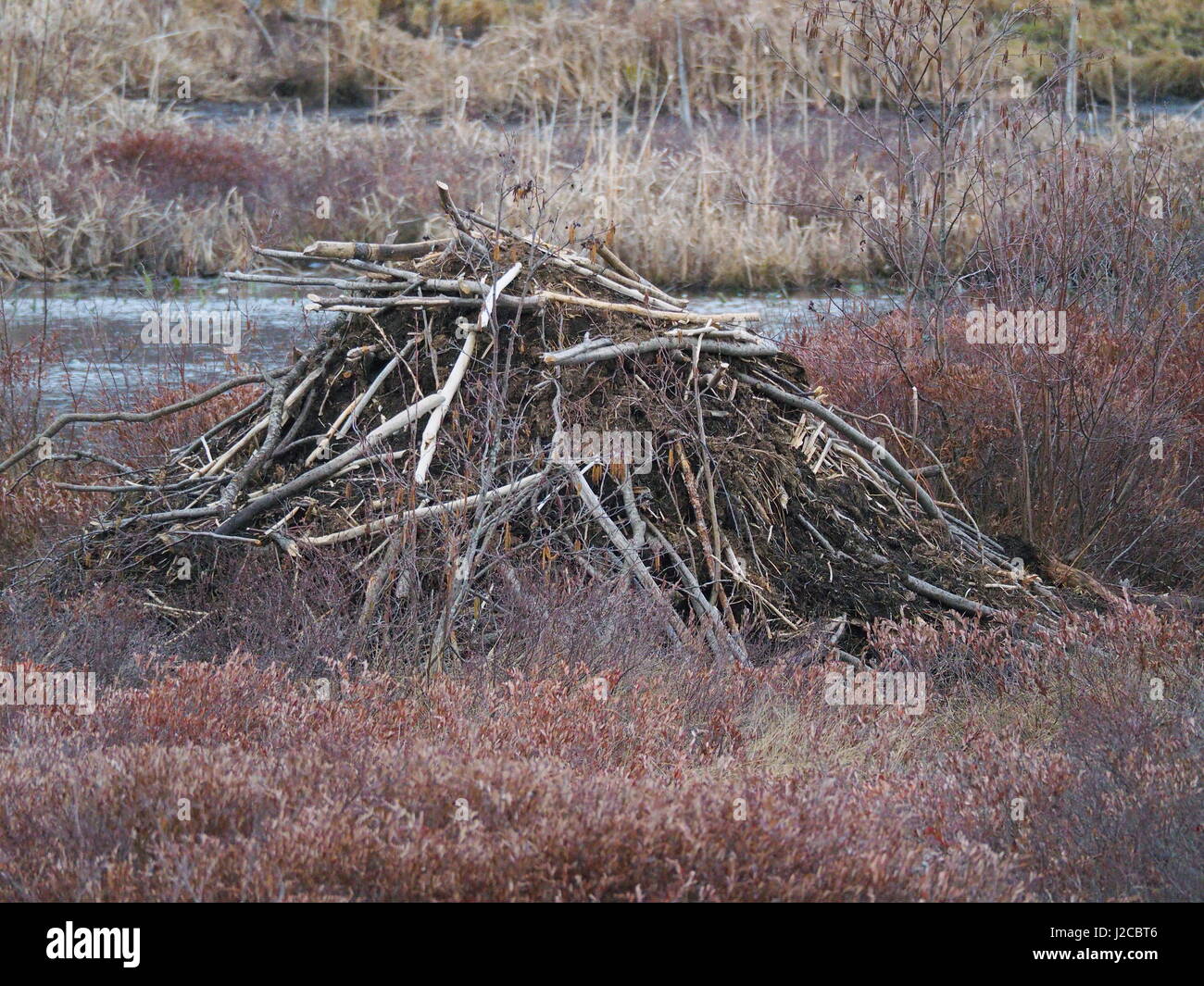Beaver Habitat High Resolution Stock Photography and Images - Alamy