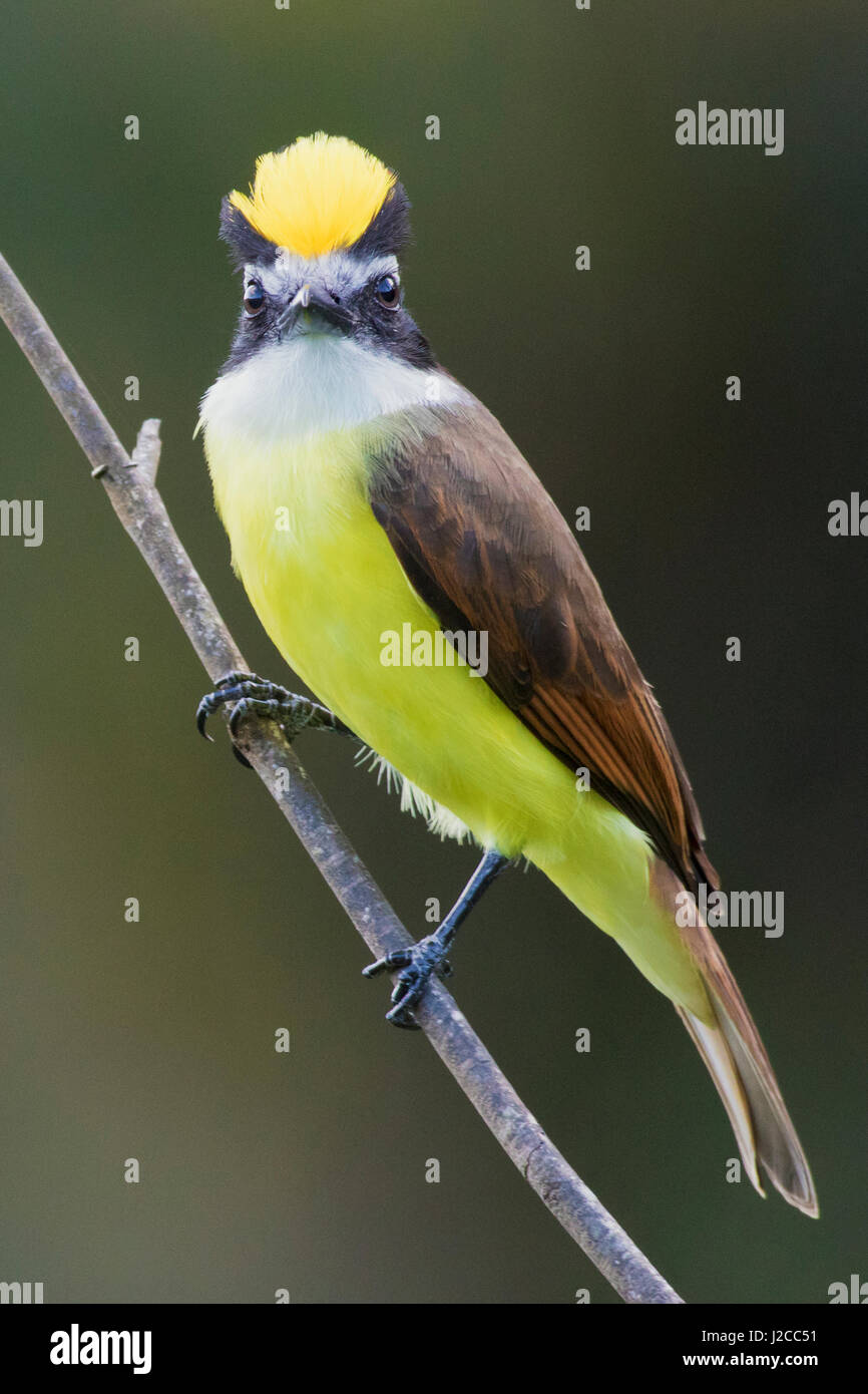 Greater kiskadee hi-res stock photography and images - Alamy