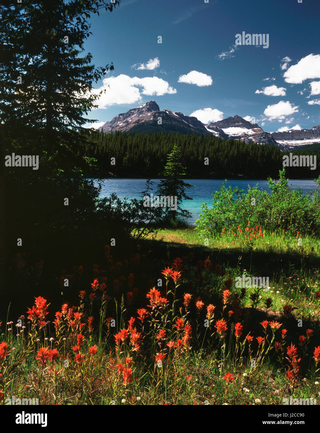 Canada, Alberta, Banff National Park, Indian Paintbrush wildflower and ...