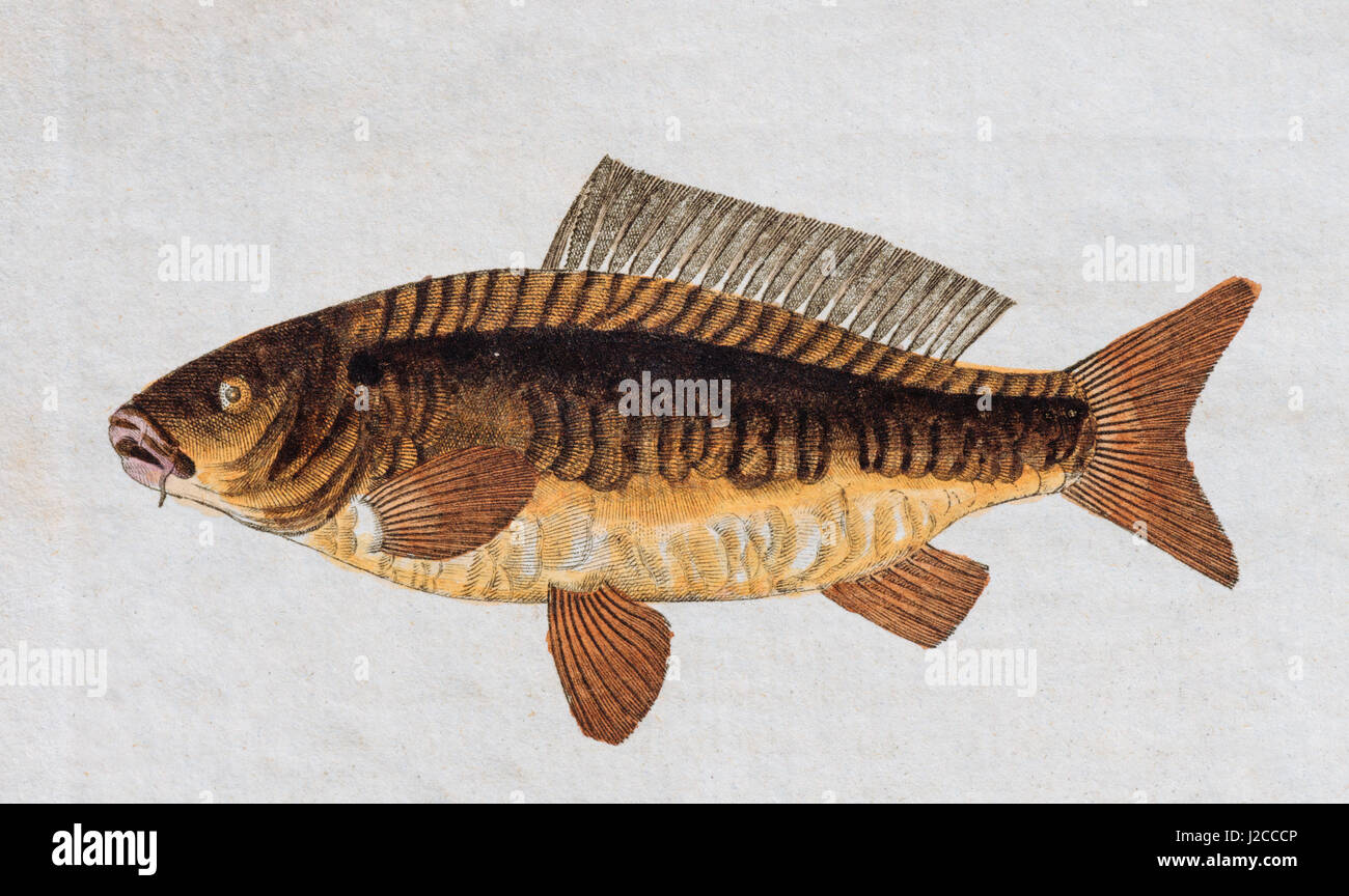 Common carp cyprinus carpio hi-res stock photography and images - Alamy