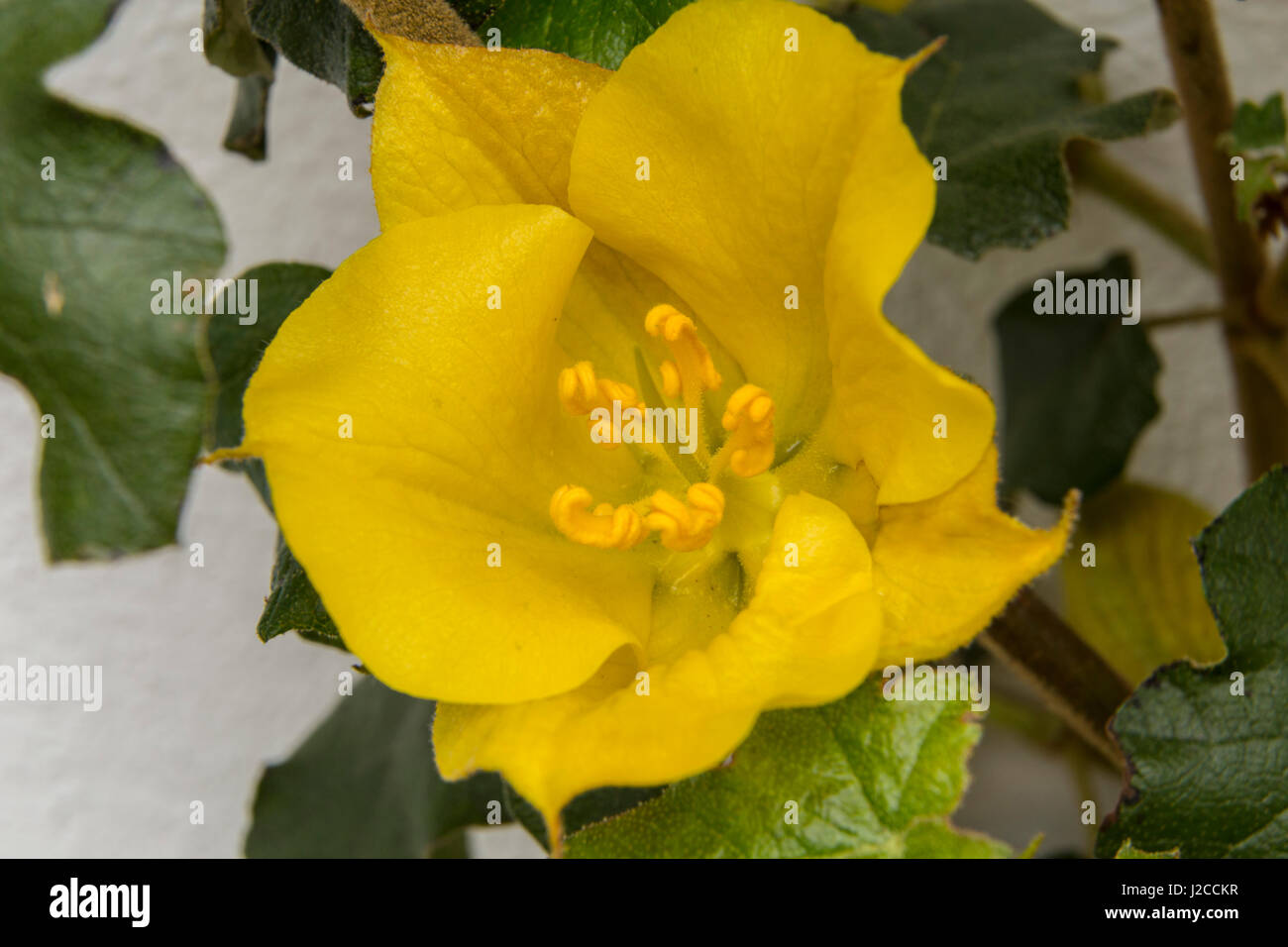 Devon flower hi-res stock photography and images - Alamy