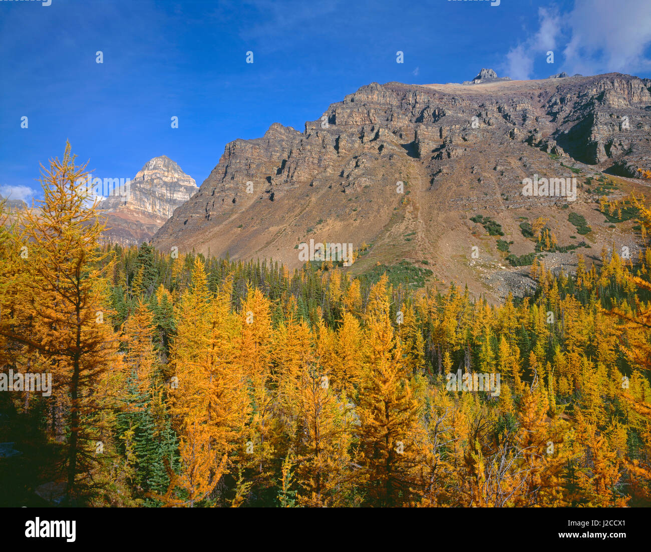 Canada, Alberta, Banff National Park, Autumn colored alpine larch ...