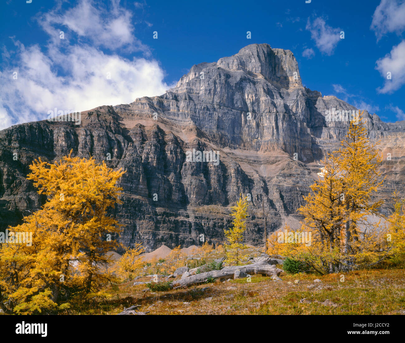 Canada, Alberta, Banff National Park, Alpine larch display fall color ...