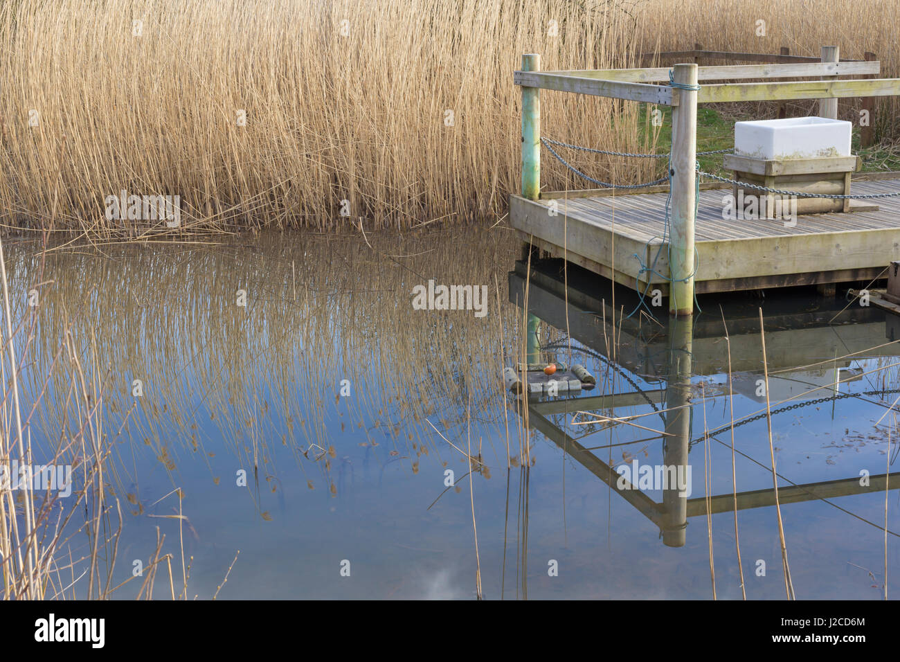 Pond dipping platform next to reedbed, Foxglove Covert Local Nature ...