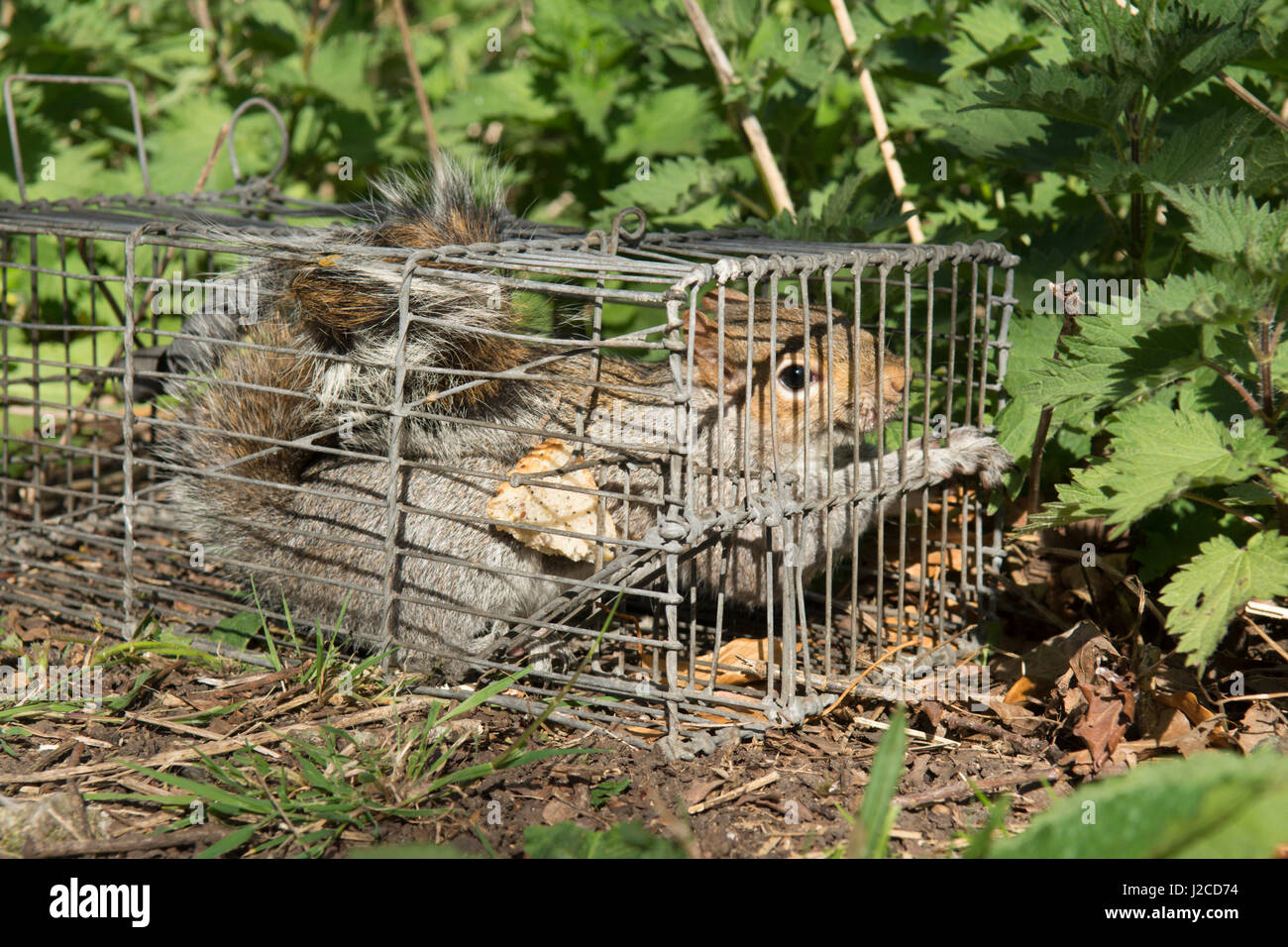 Squirrel In Trap High Resolution Stock Photography and Images - Alamy