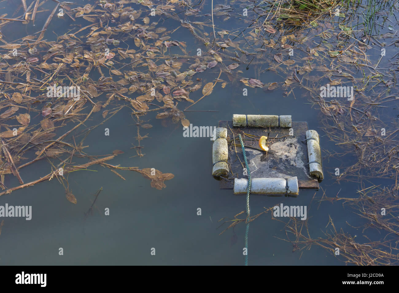 Floating wooden platform with baited apple to attract Water Vole ...