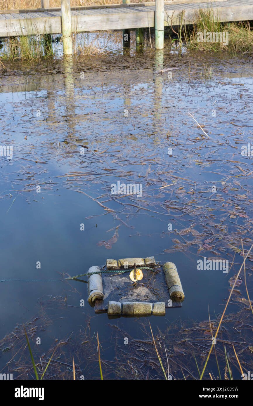 Floating wooden platform with baited apple to attract Water Vole ...