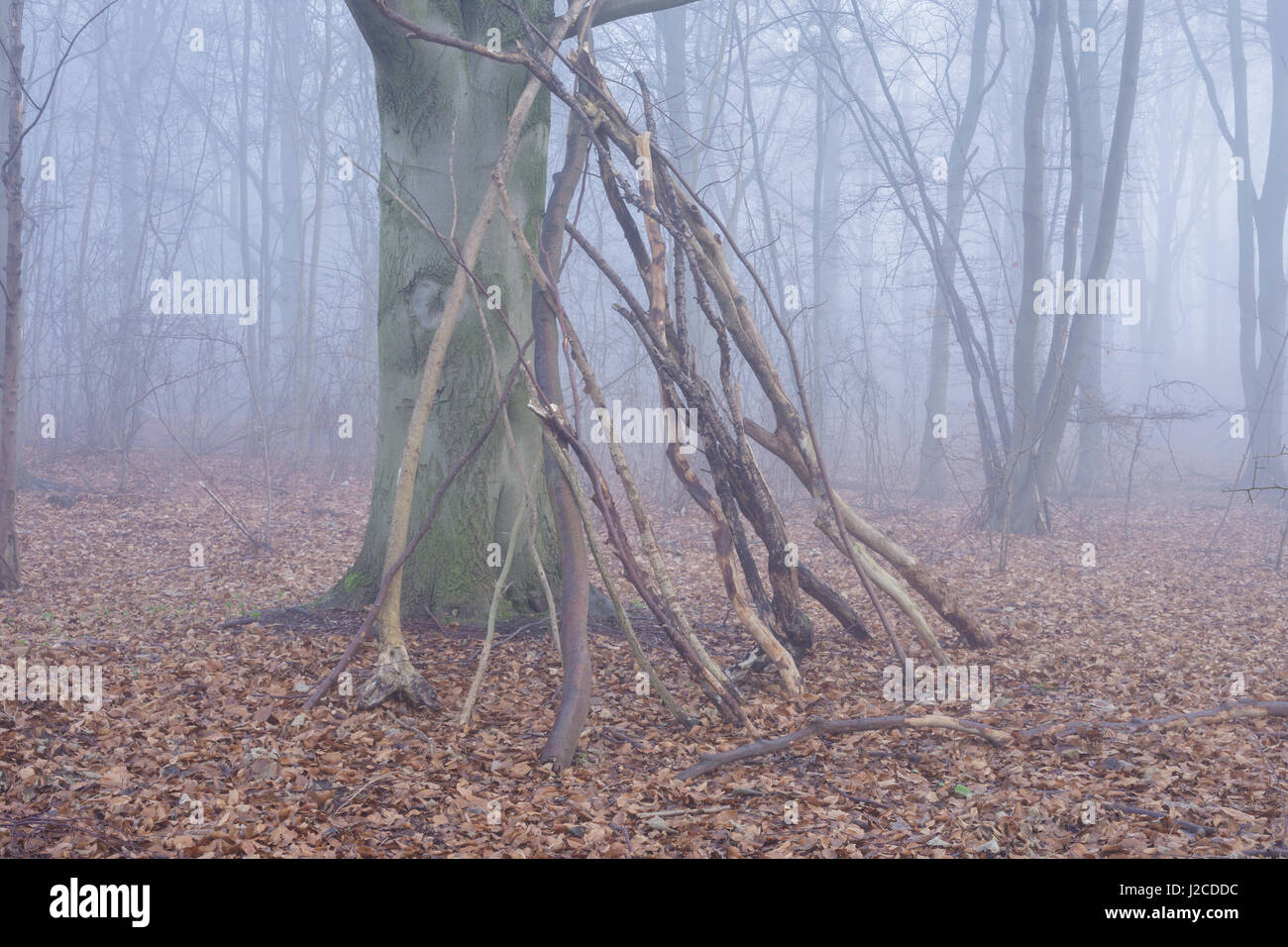 Makeshift den, in Common Beech (Fagus sylvatica) woodland habitat, in ...