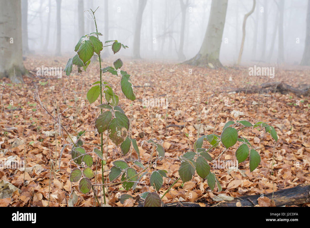 Bramble growing in Common Beech (Fagus sylvatica) woodland habitat, in ...