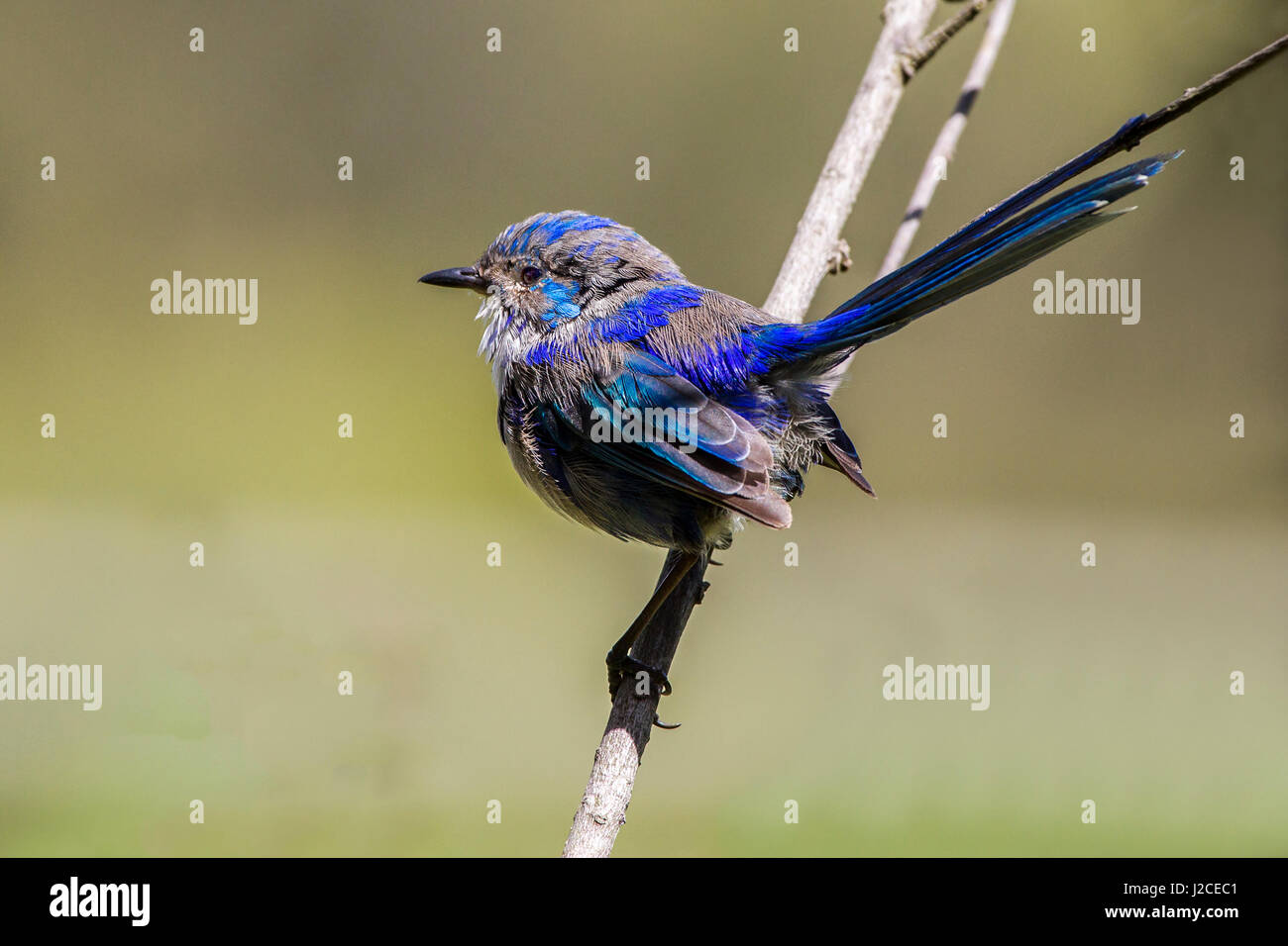 Splendid birds hi-res stock photography and images - Alamy