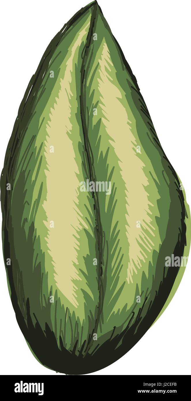 white background with hand drawing of green leaf in vertical position ...