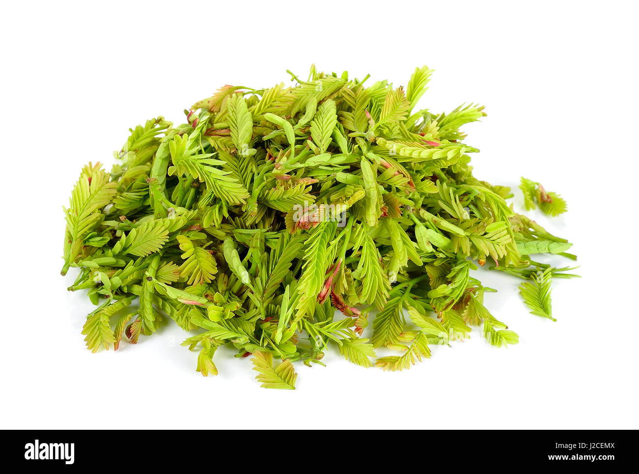 pile of young tamarind leaf isolated on white background Stock Photo ...