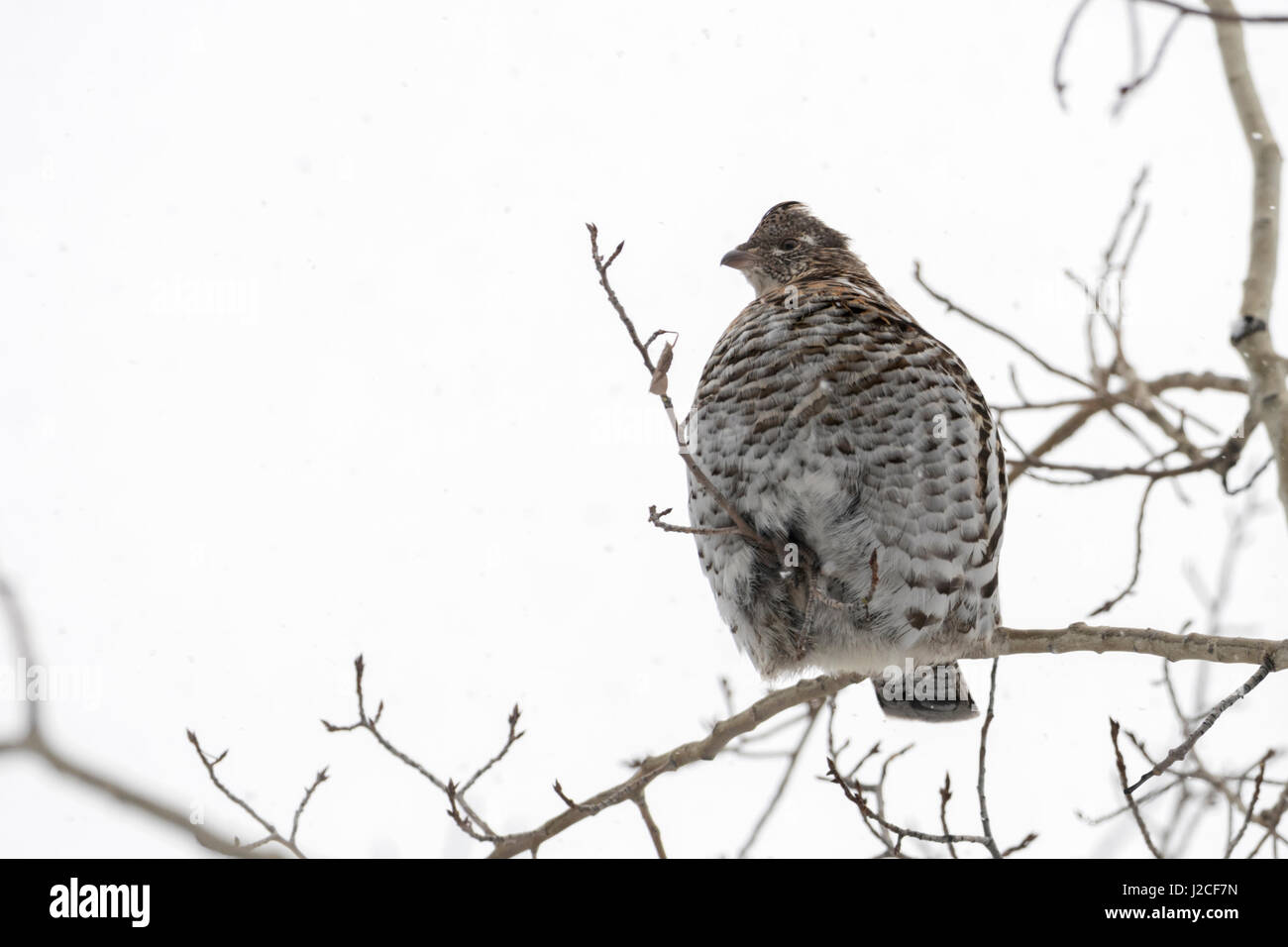 Ruffed grouse / Kragenhuhn ( Bonasa umbellus ) in winter, perched in a ...