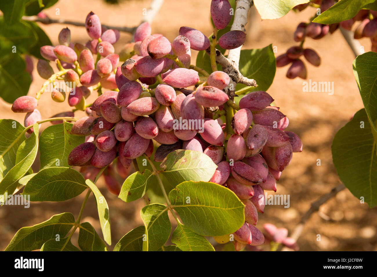 Turkey, Gaziantep, informally called Antep, is a city in southeast ...