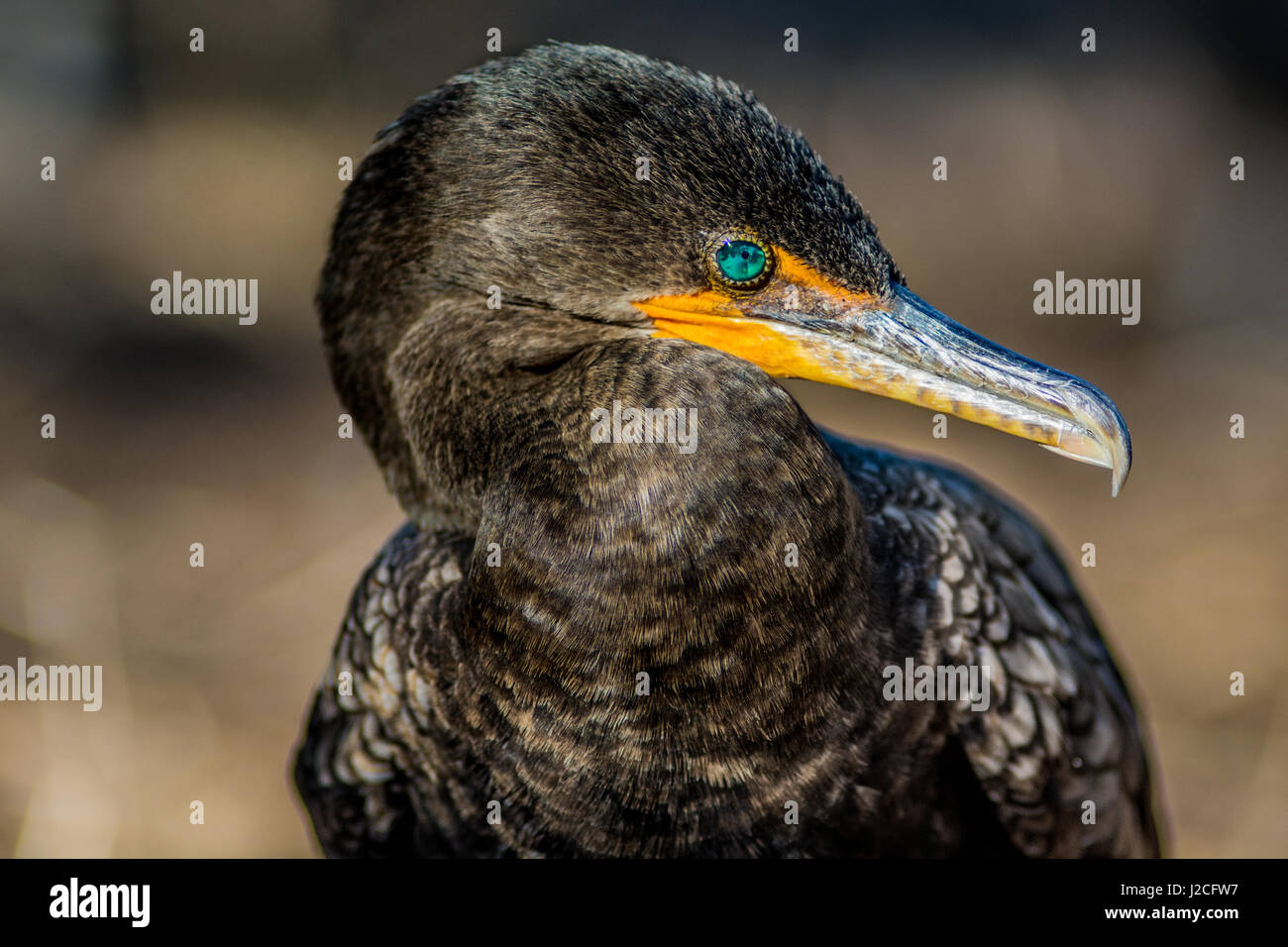 Close up of an anhinga Stock Photo - Alamy