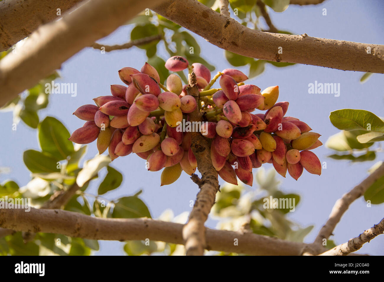 Turkey, Gaziantep, informally called Antep. An important trading center ...