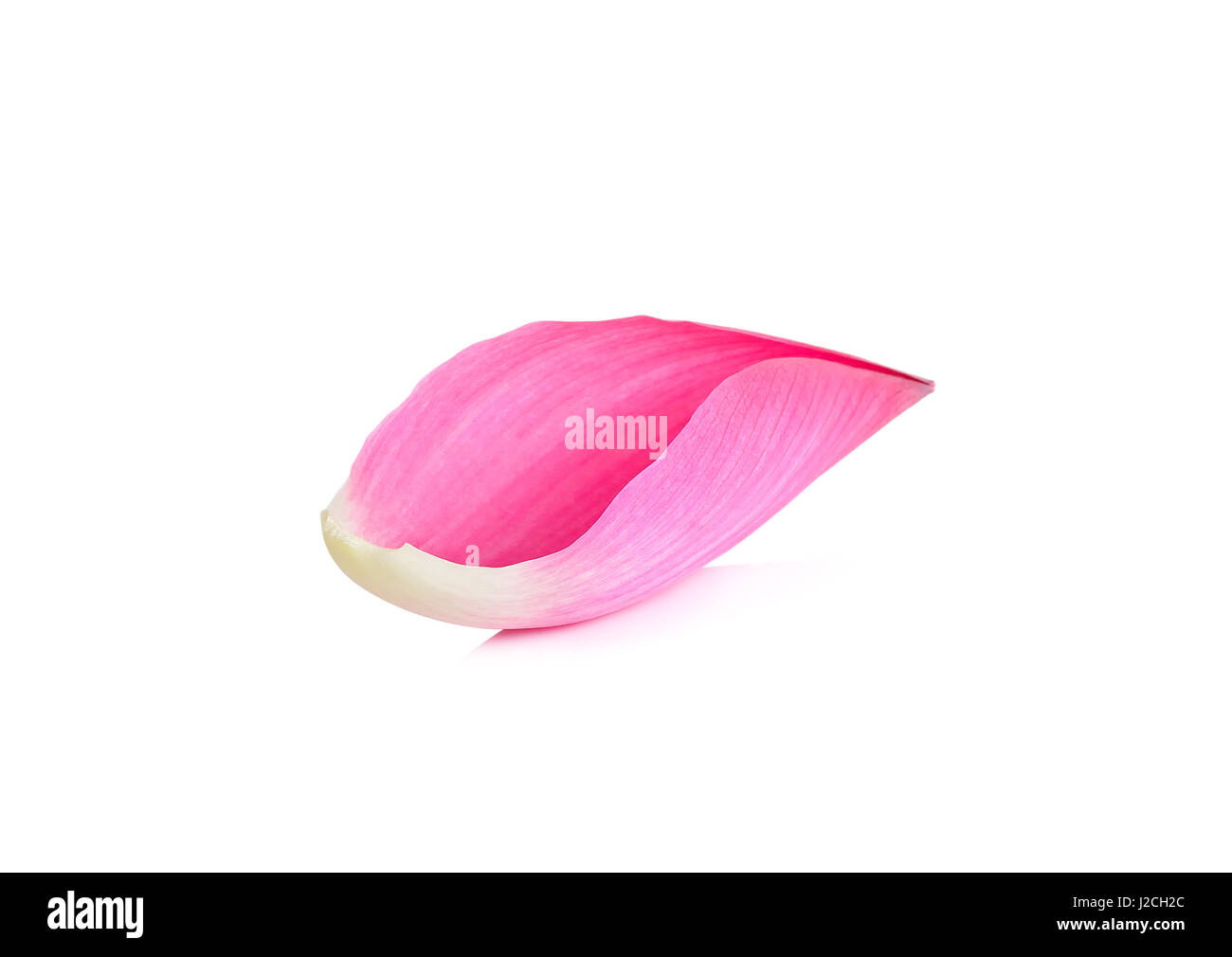 lotus petal isolated on the white background Stock Photo - Alamy