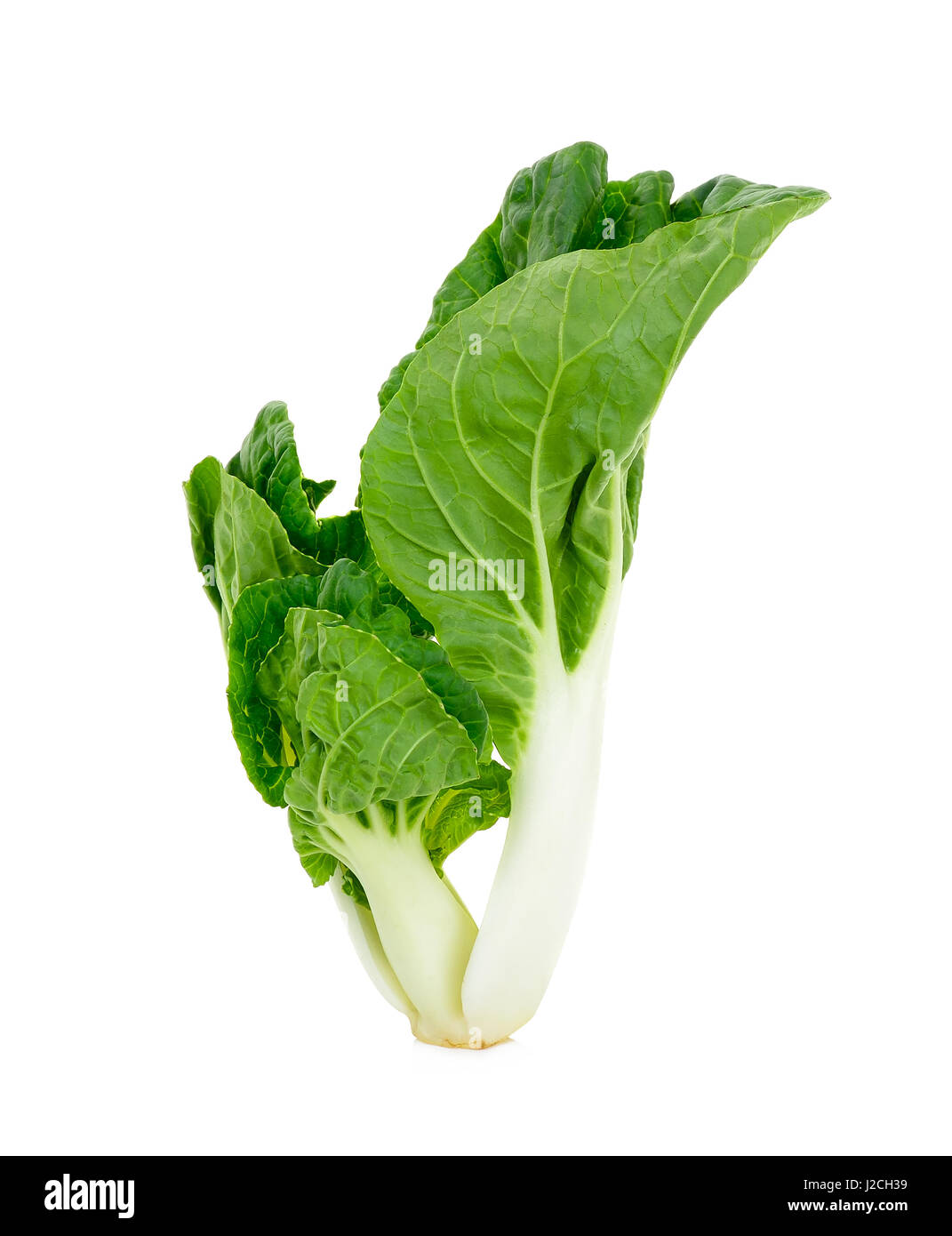 Bok choy vegetable isolated on the white background Stock Photo - Alamy