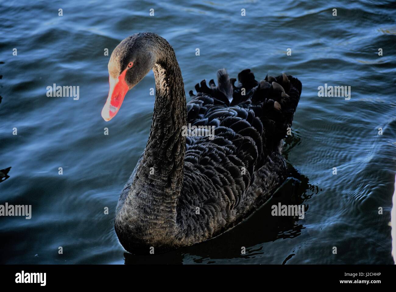 black swan on river Thames Stock Photo - Alamy