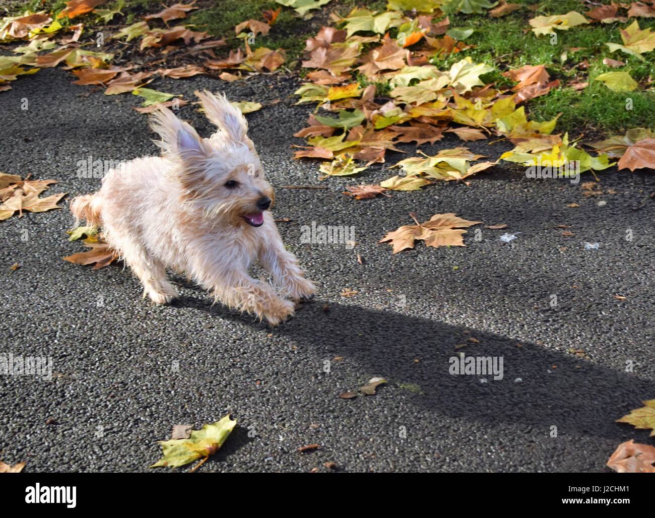 cute dog running Stock Photo - Alamy