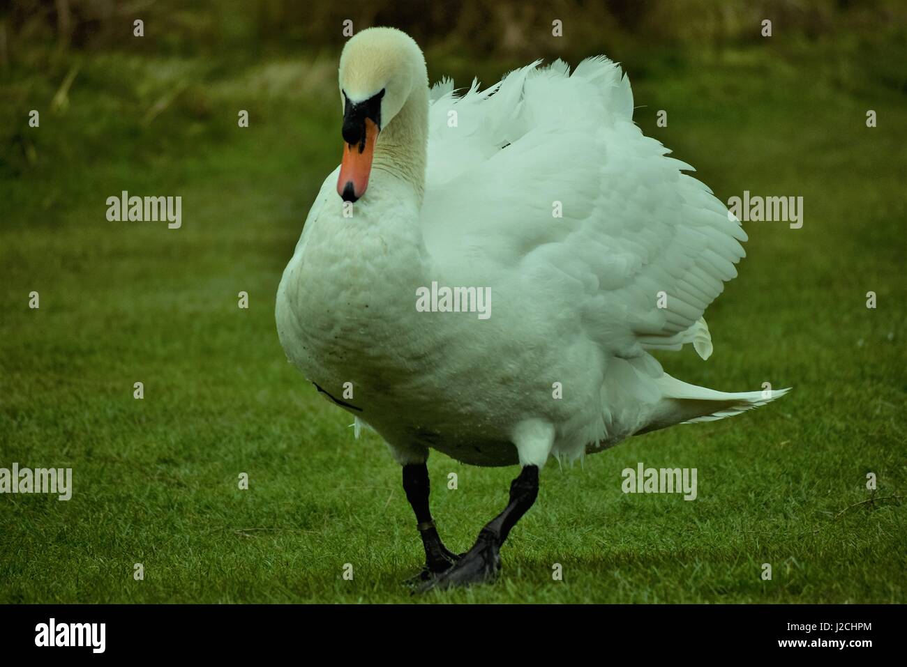 Swan walking hi-res stock photography and images - Alamy
