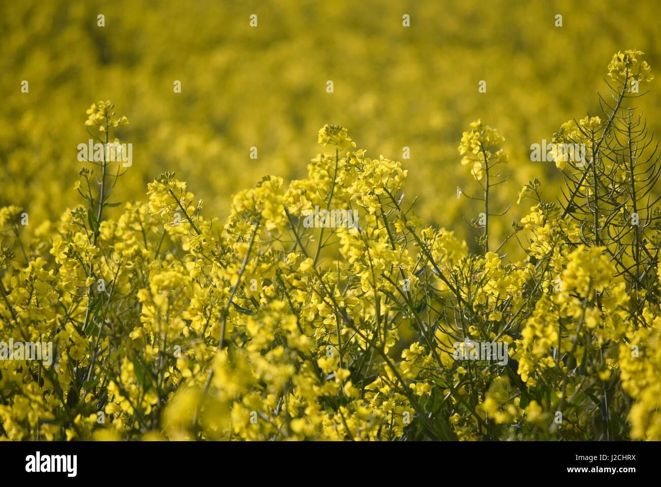 Rapeseed plants hi-res stock photography and images - Alamy