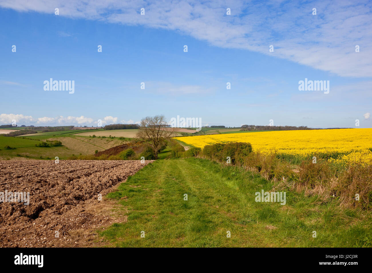 scenic countryside with a plowed field and oilseed rape crop in full ...