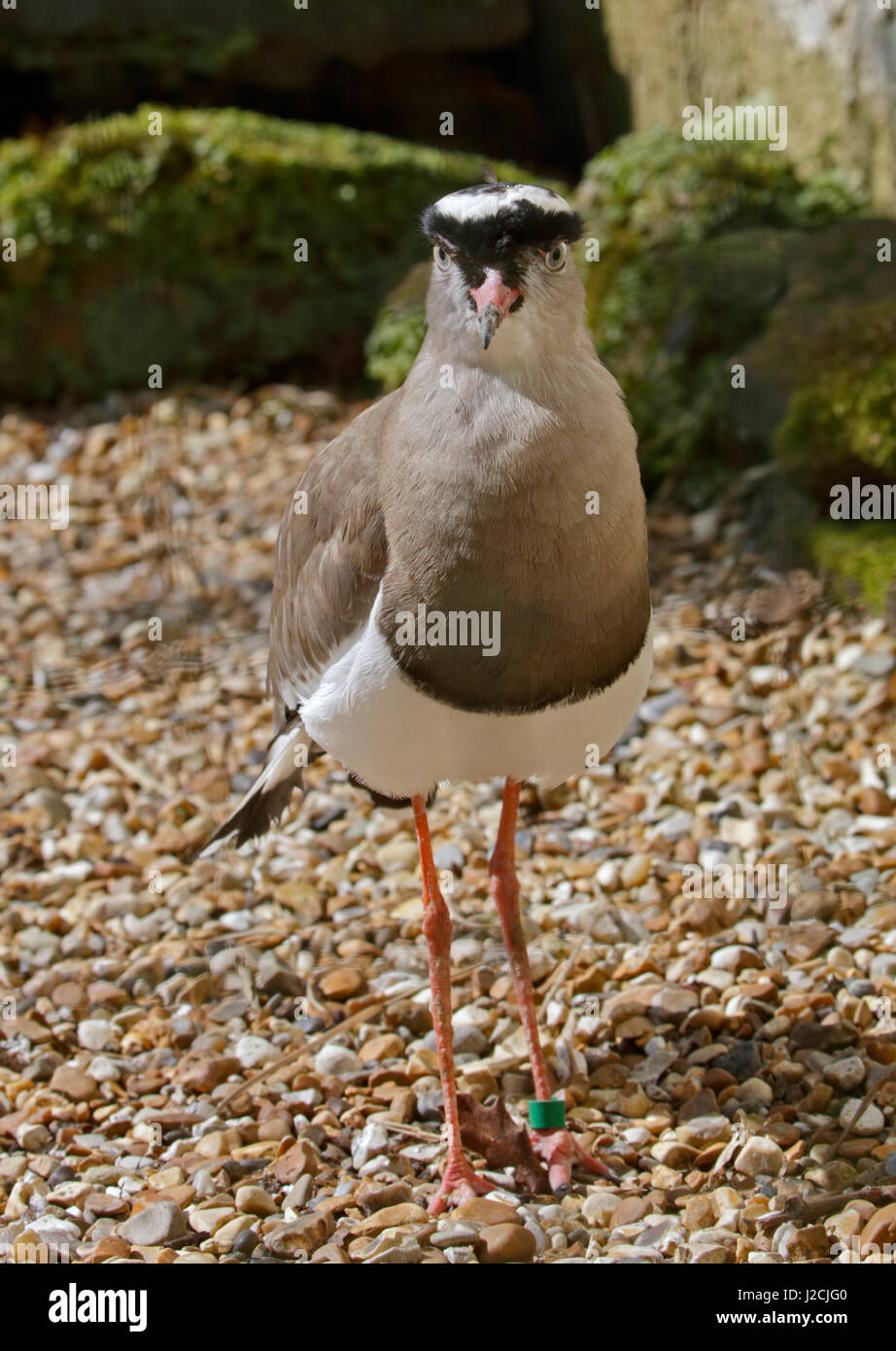 Crowned Plover (vanellus coronatus Stock Photo - Alamy