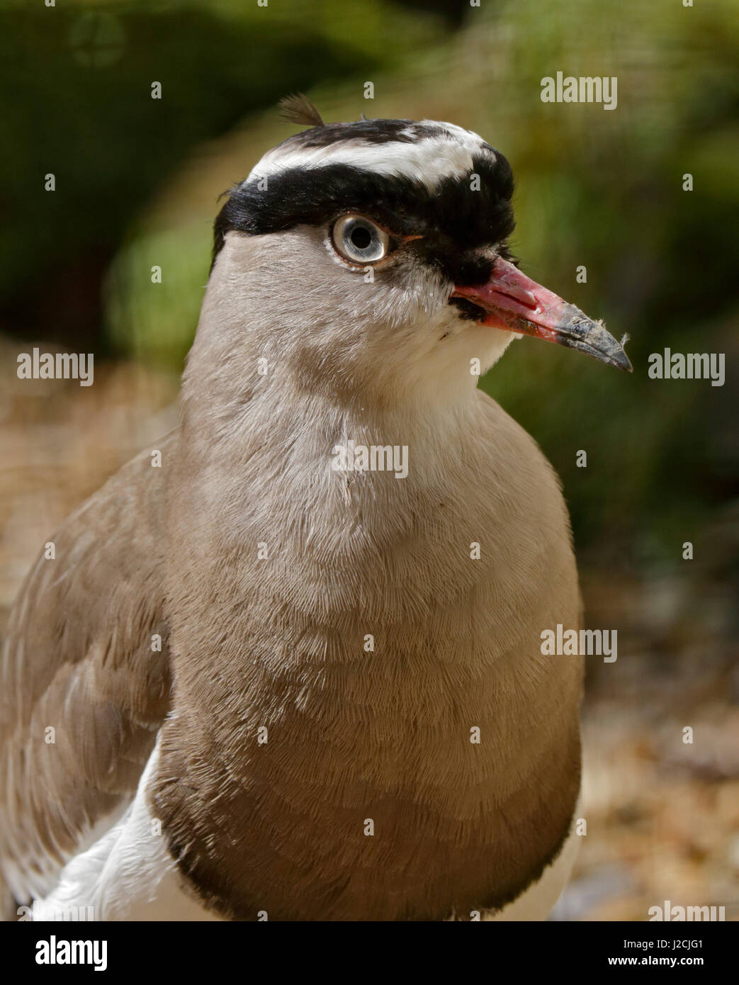 Crowned Plover (vanellus coronatus Stock Photo - Alamy