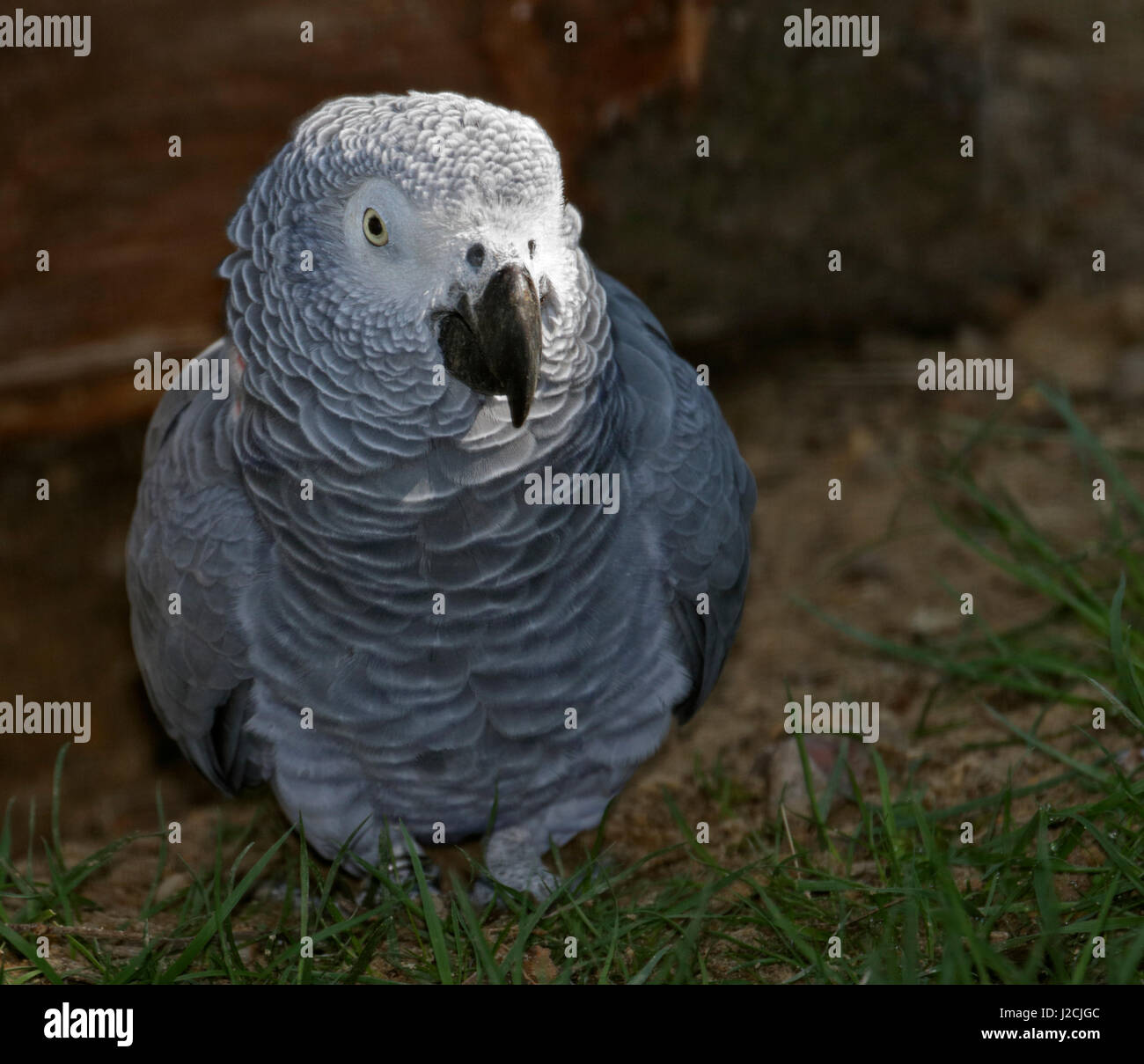 African gray hi-res stock photography and images - Alamy