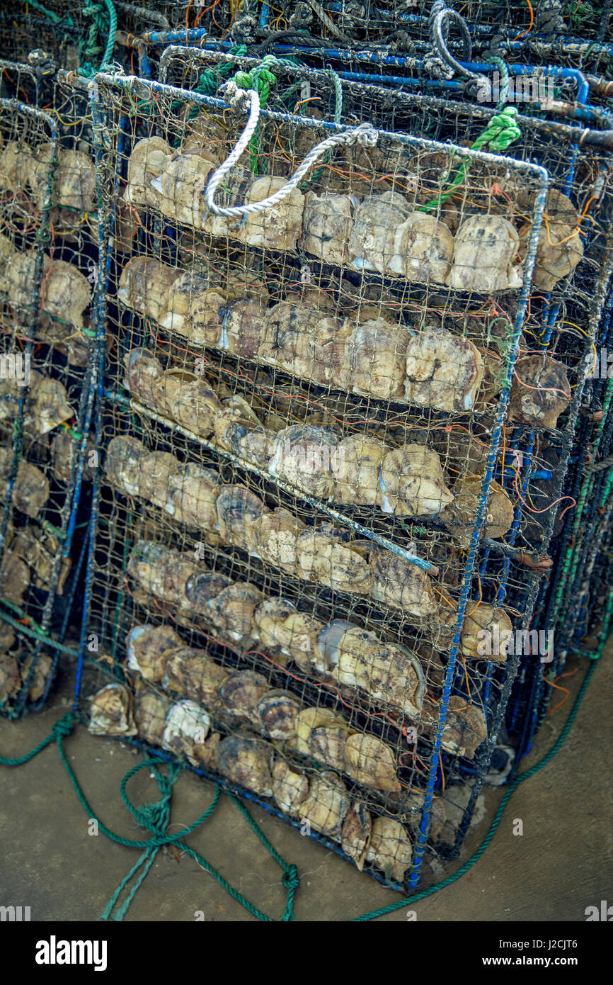 Vietnam, Quảng Ninh, thành phạ Hạ Long, Legend Pearl Halong Bay. Pearl ...