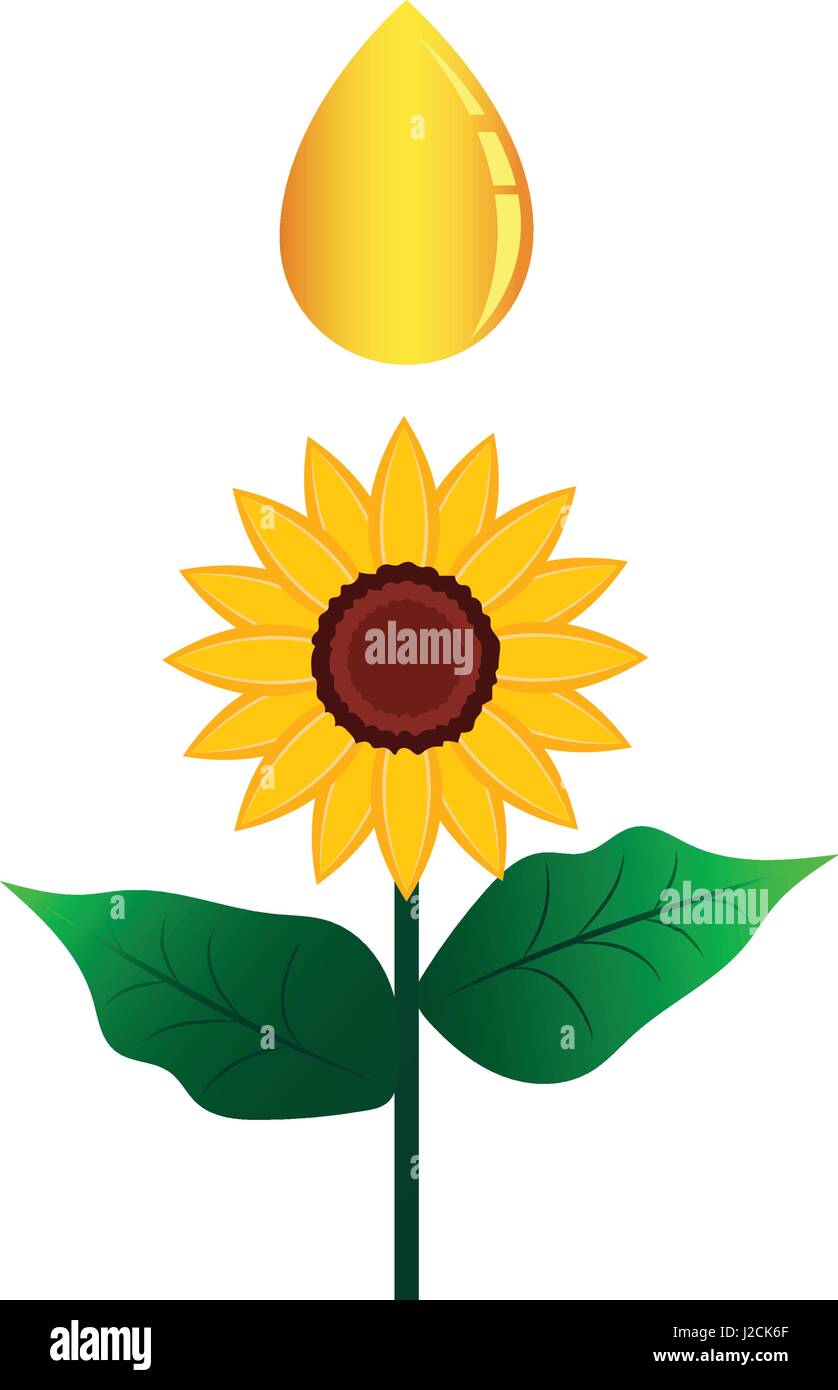 sunflower oil, flower, seed sunflower concept. vector illustration ...