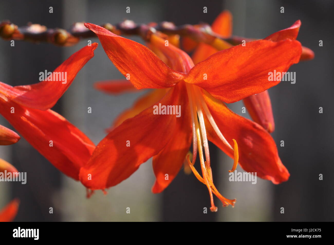 Crocosmia flowering hi-res stock photography and images - Alamy