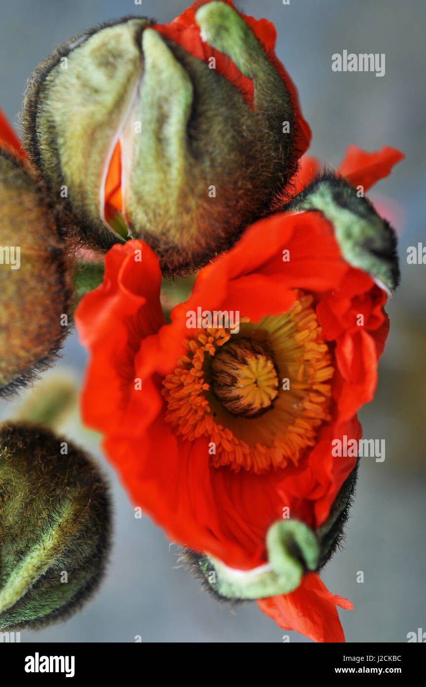 oriental poppy flower and buds Stock Photo - Alamy