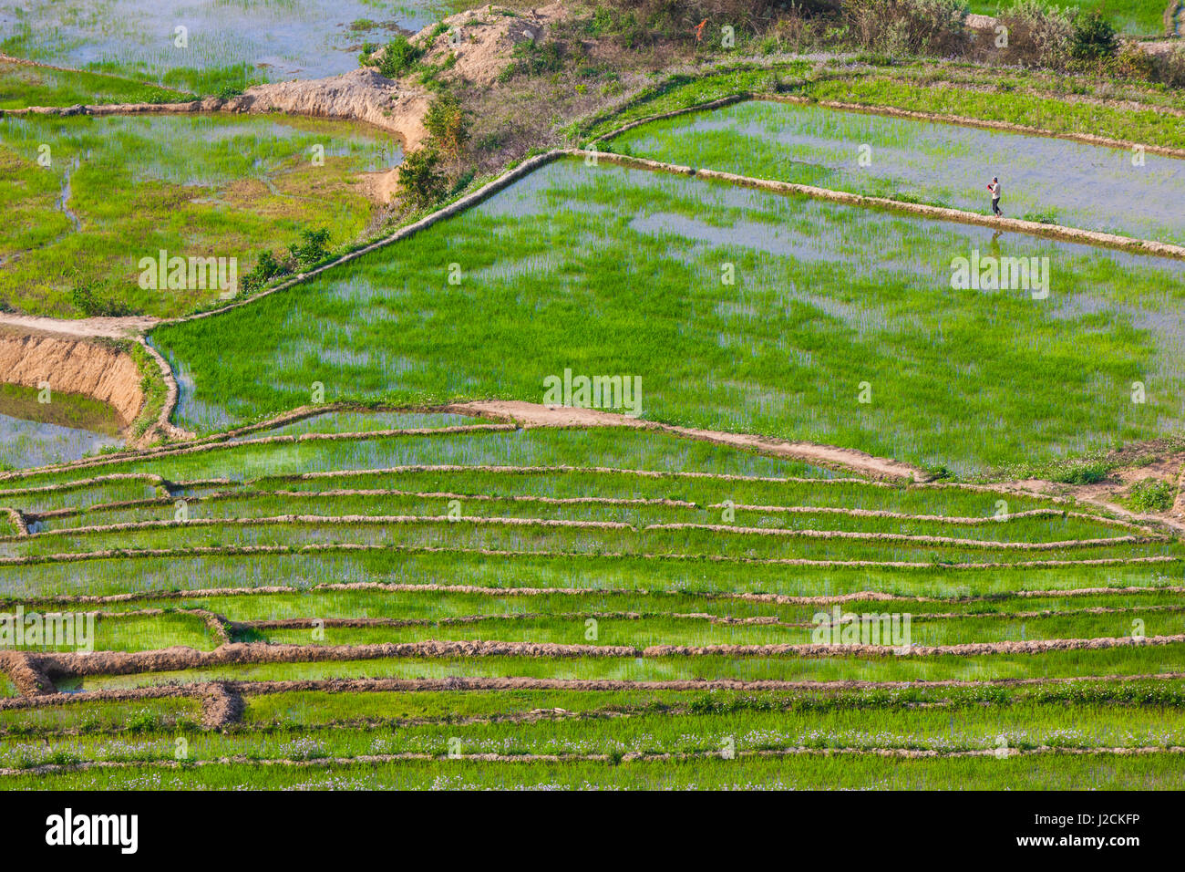 Vietnam, Muong, elevated view of rice fields Stock Photo - Alamy