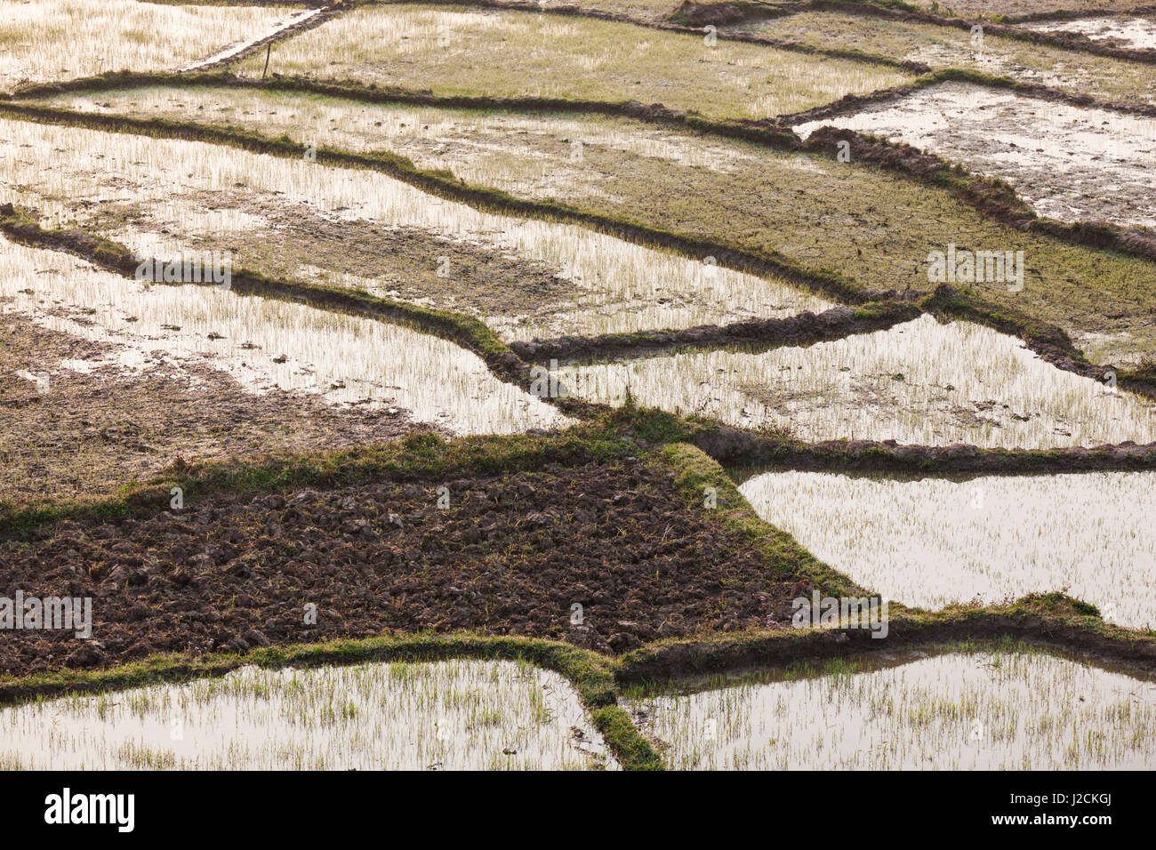 Vietnam, Muong Ang, rice fields Stock Photo - Alamy