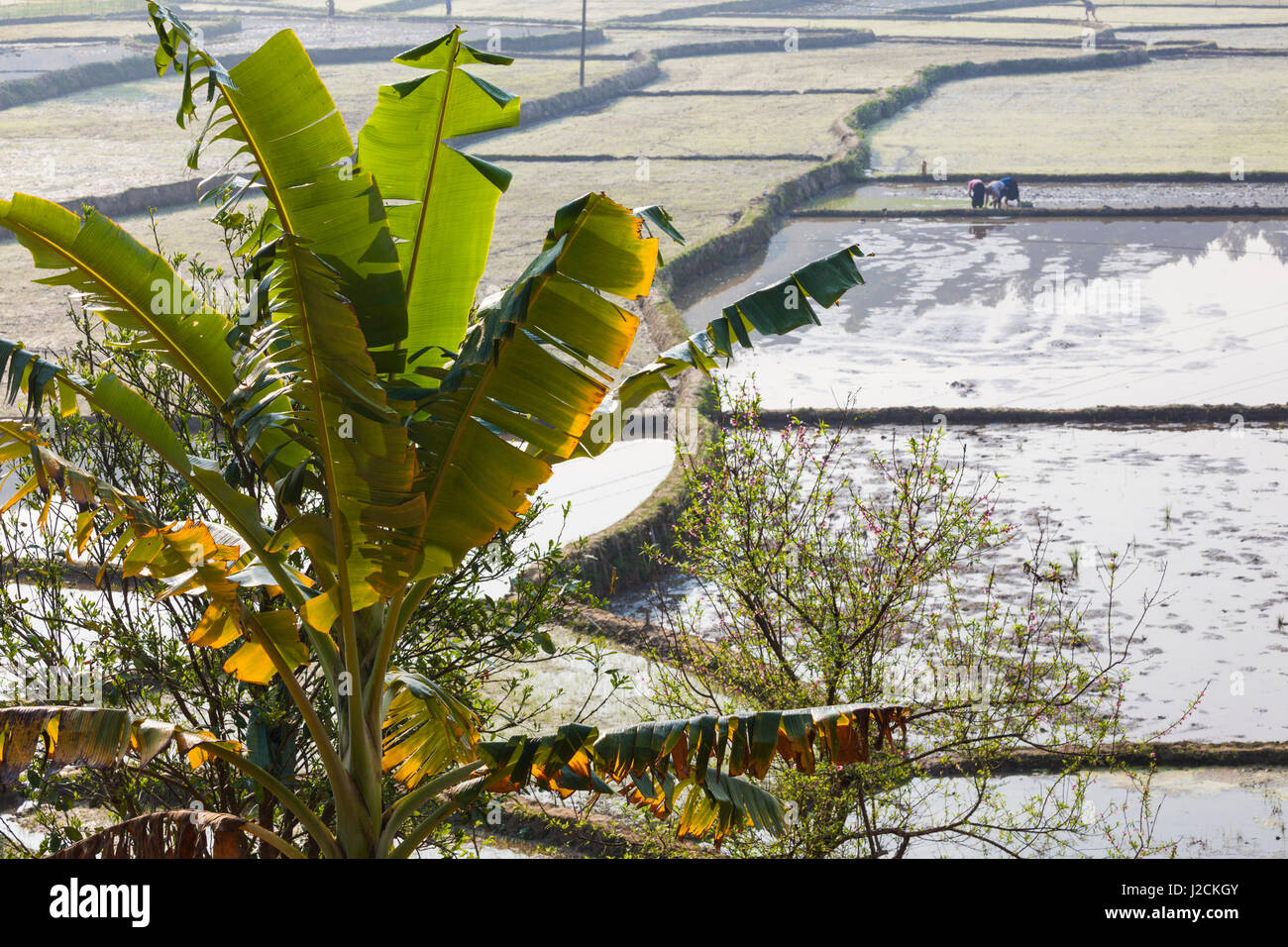 Vietnam, Muong Ang, rice fields Stock Photo - Alamy
