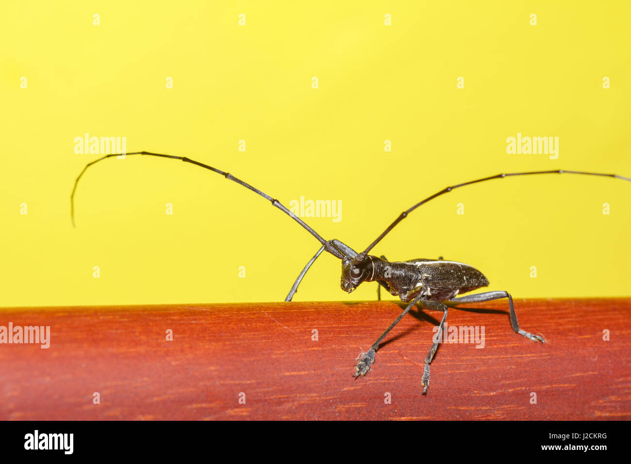 Indonesia, Maluku Utara, Kota Ternate, insect in front of a yellow wall ...