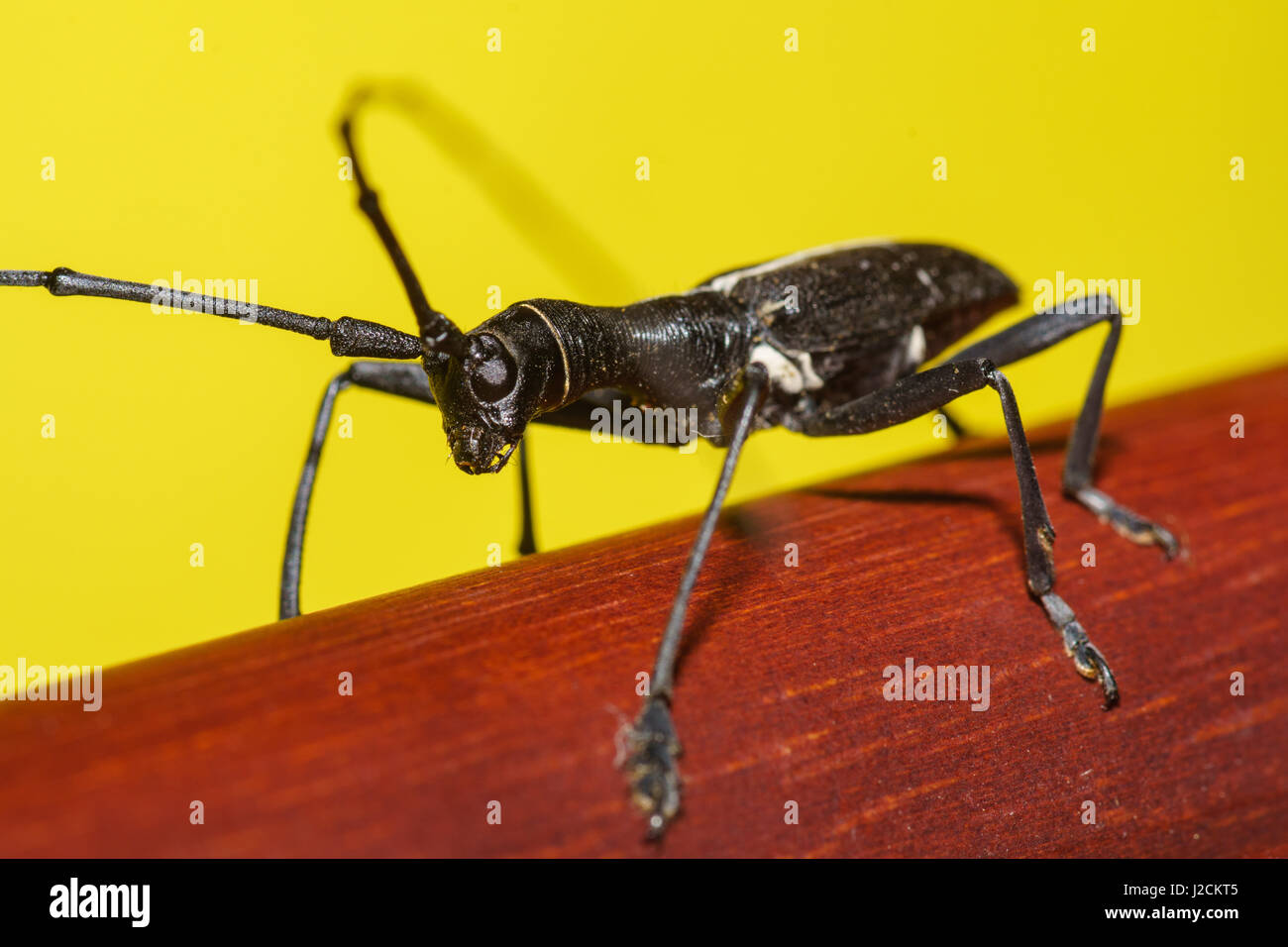 Focus on insect hi-res stock photography and images - Alamy