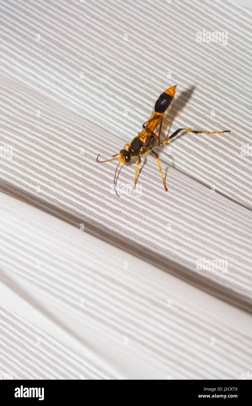 Indonesia insects hi-res stock photography and images - Alamy