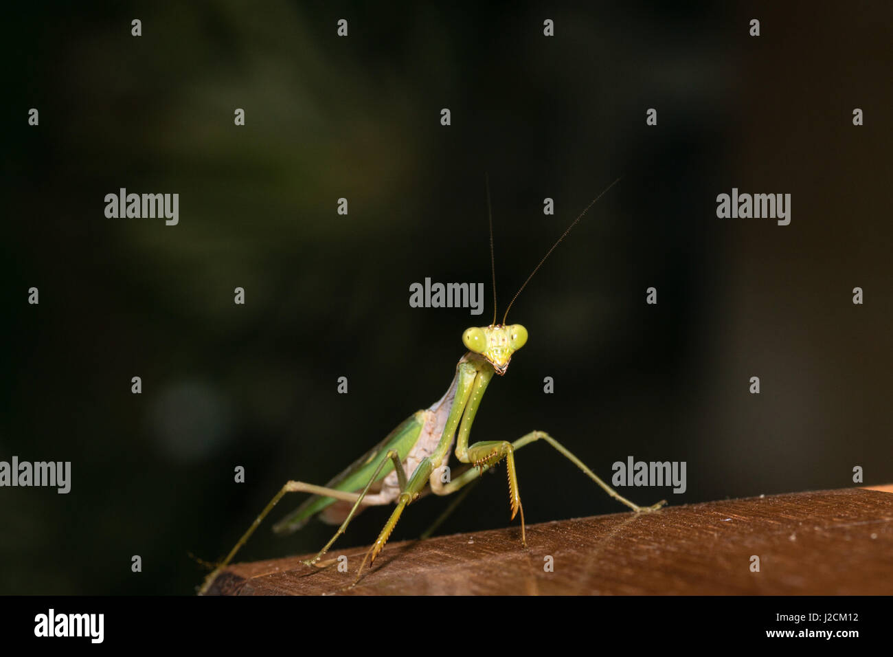 Indonesia insects hi-res stock photography and images - Alamy