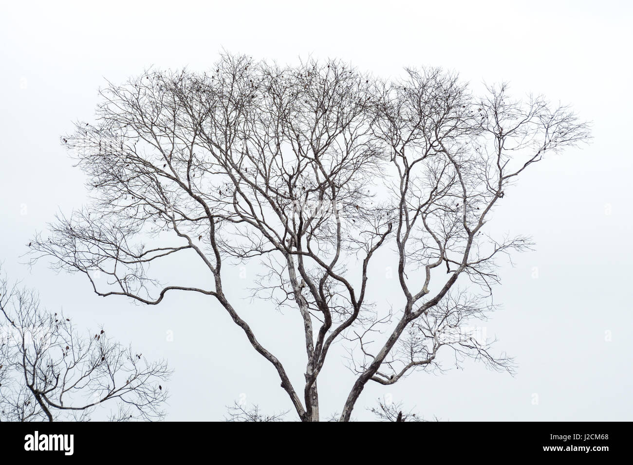 Indonesia, Maluku Utara, Kabupaten Halmahera Timur, Bald trees under ...