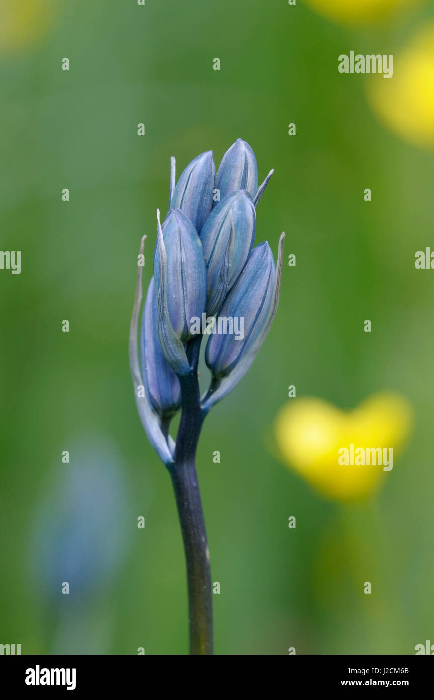Canada, British Columbia, Vancouver Island. Common Camas (Camassia ...