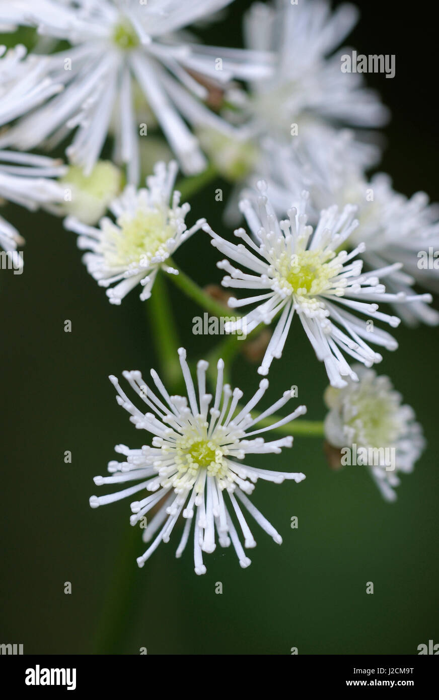 Bugbane hi-res stock photography and images - Alamy