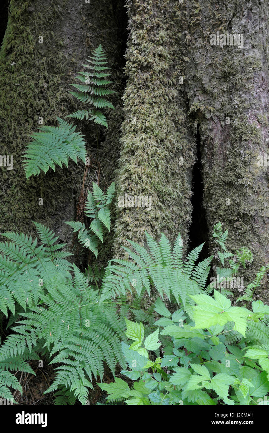 Canada, British Columbia. Ferns and mosses at the base of an ancient ...