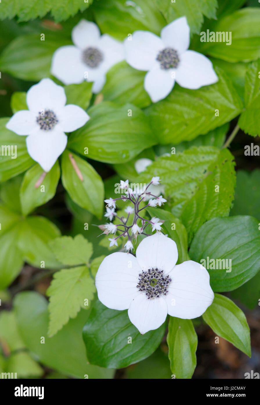 Canada National Flower Name